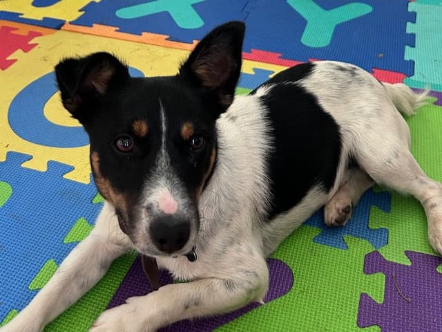 Goose - Male Puppy Jack Russell Terrier for Breeding in Toowoomba ...