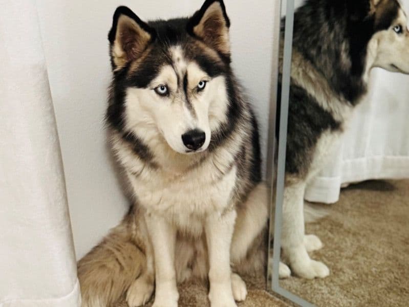 Luna - Female 3-Year-Old Siberian Husky for Breeding in San Diego ...