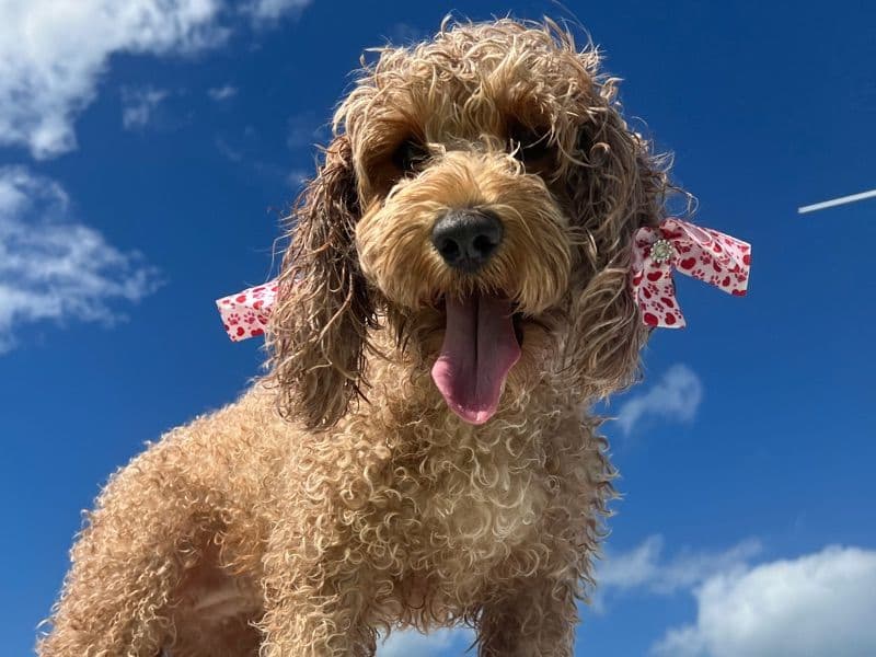 Luna - Female 3-Year-Old Goldendoodle for Breeding in Miami-Dade County ...