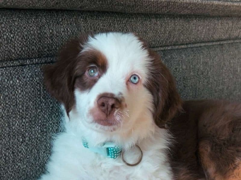 Dahlia🌸 - Female Puppy Australian Shepherd for Breeding in Bell County ...