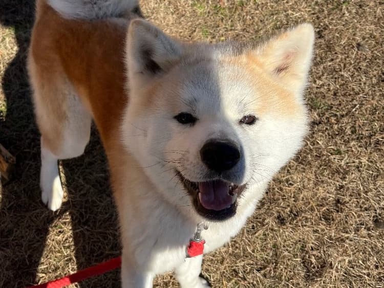 Zan - Male 4-Year-Old Japanese Akita for Breeding in Halifax County, NC ...