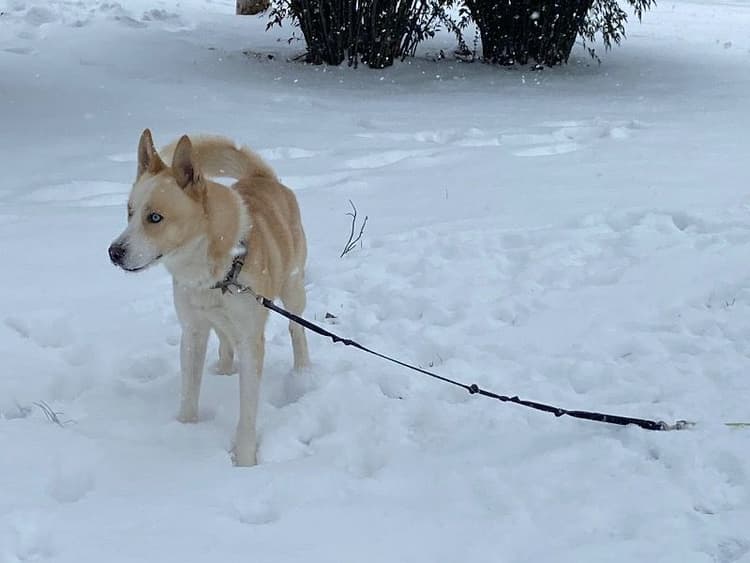 Milo - Male 4-Year-Old Siberian Husky for Breeding in Coffee County, TN ...