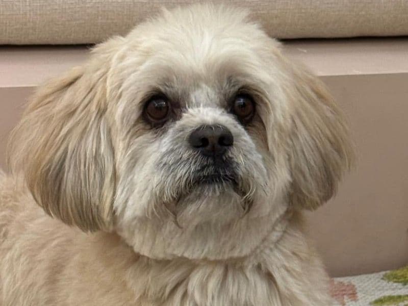 Kimchi - Male 5-Year-Old Lhasa Apso for Breeding in Kanpur Division ...