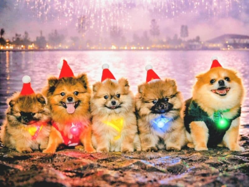 Apple - Female 6-Year-Old Pomeranian for Breeding in Harris County, TX ...