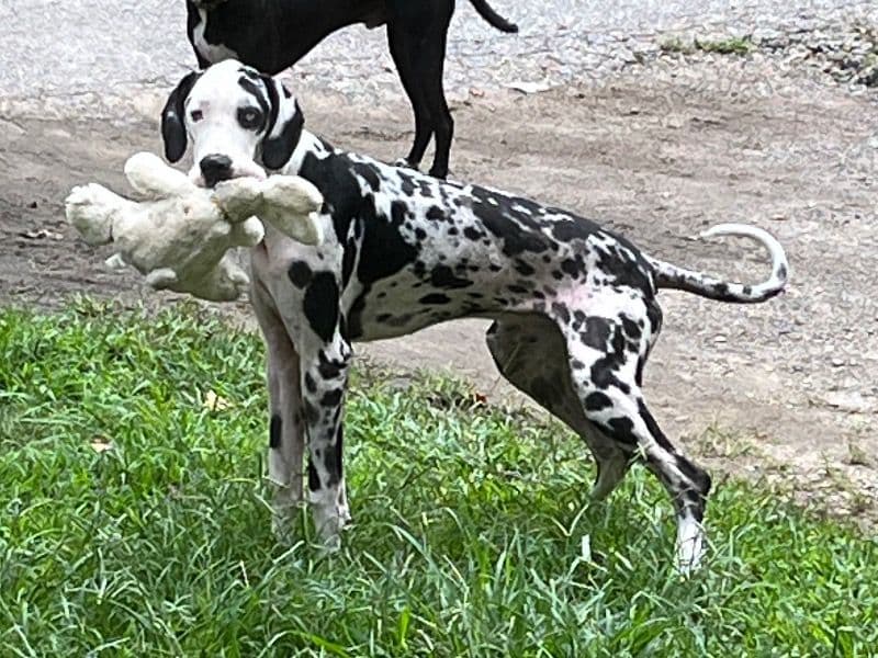 Dice - Male Young Great Dane for Breeding in Laurens County, SC | #ENZ2BC