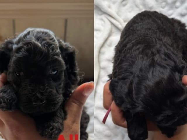 Allura - Female Puppy Goldendoodle for Sale in Dougherty County, GA | # ...