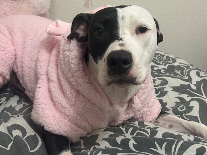 Pepper - Female Young American PitBull Terrier for Adoption in Dallas ...