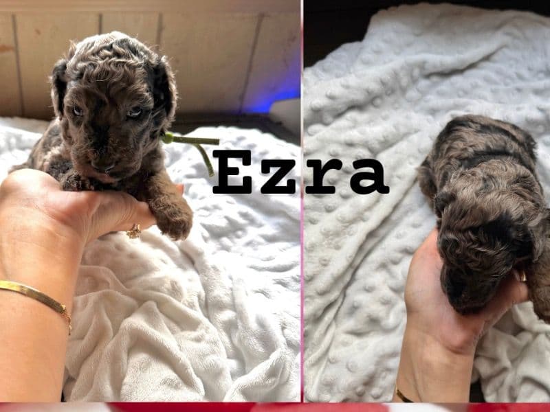 Ezra - Male Puppy Goldendoodle for Sale in Dougherty County, GA | #YJSSH3