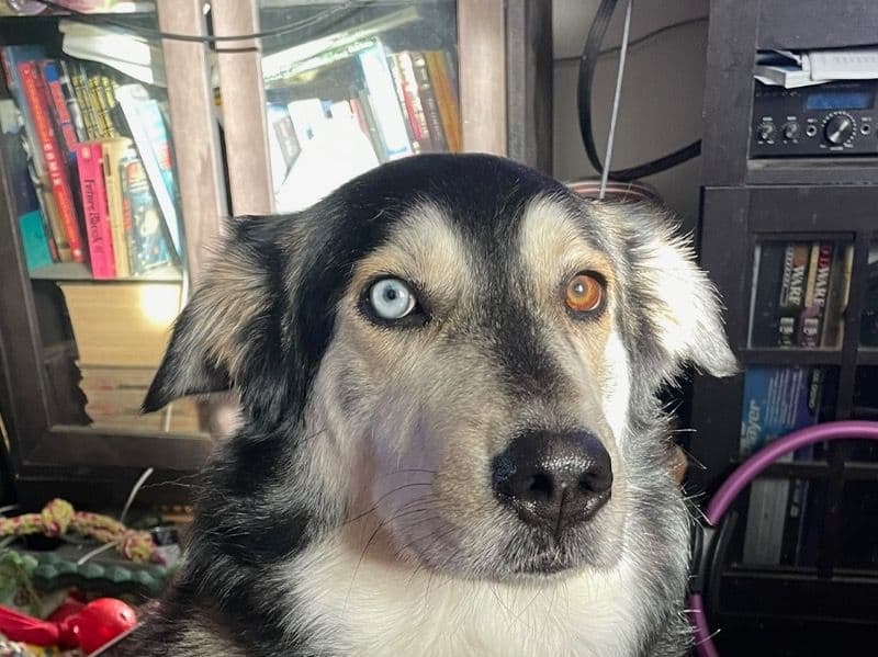 Luna - Female 2-Year-Old Alaskan Husky for Breeding in King County, WA ...