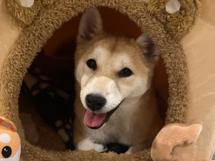 Money - Female Young Shiba Inu for Breeding in Greater London, England ...