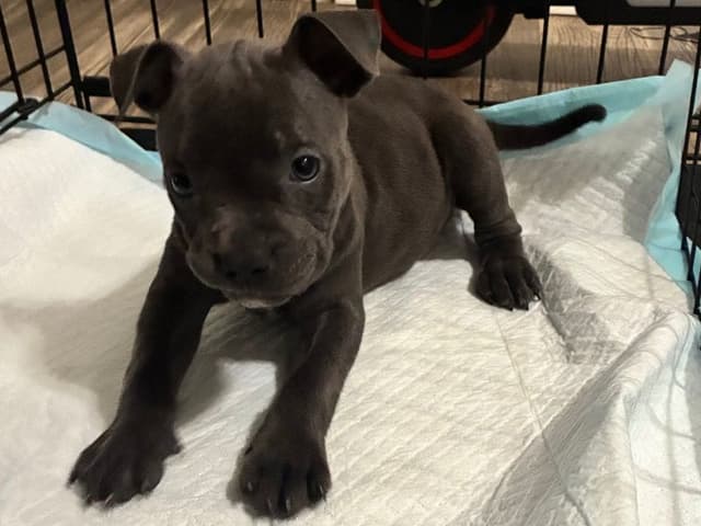 Bella - Female Puppy American Bully for Sale in Orange County, FL | #7W2PBB