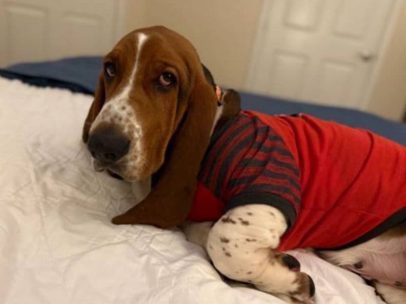 Stitch - Male Puppy Basset Hound for Sale in Barrow County, GA | #KPZ5PH