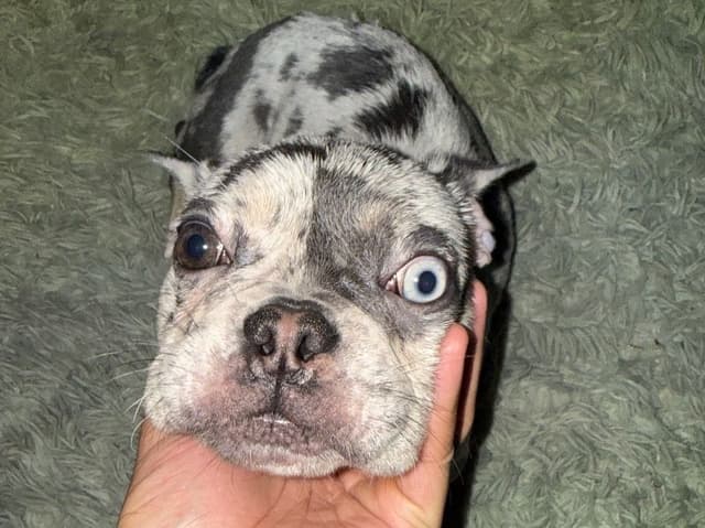 Pip - Female Puppy French Bulldog for Sale in San Diego County, CA ...