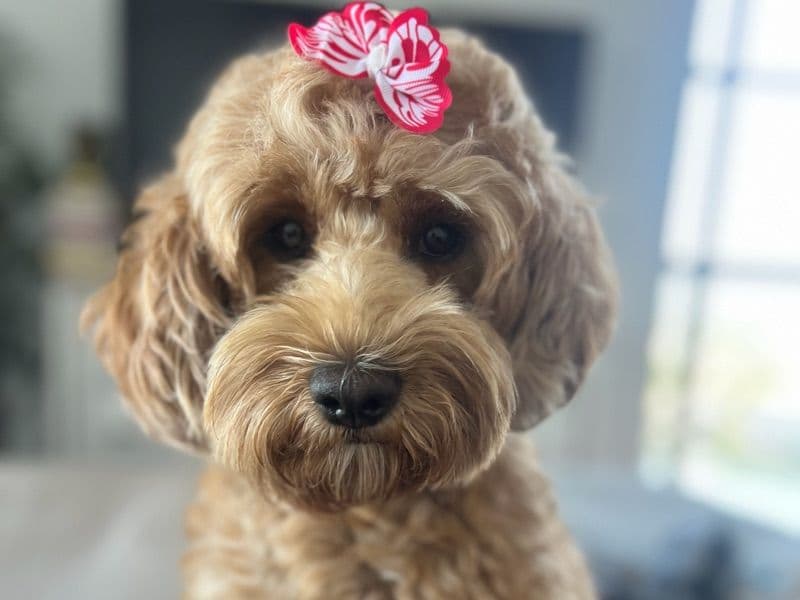 Luna - Female 3-Year-Old Goldendoodle for Breeding in Miami-Dade County ...