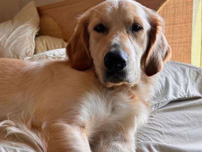 Mable - Female 3-Year-Old Golden Retriever for Breeding in Lee County ...