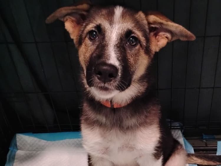 Pippy - Female Puppy German Shepherd for Sale in Flagler County, FL ...