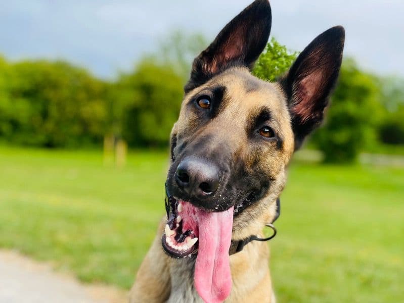 Kika - Female 2-Year-Old Belgian Malinois for Breeding in Kingston upon ...