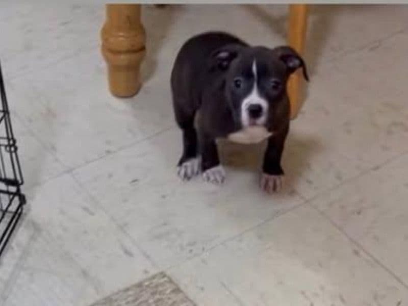 Starr - Female Puppy Brindle Pitbull for Sale in Cumberland County, NC ...