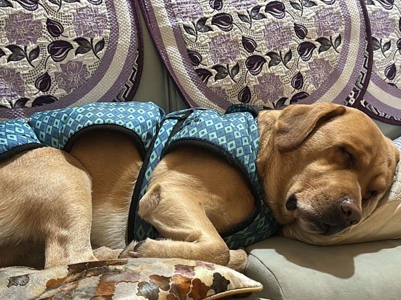 Simba - Male 3-Year-Old English Labrador Retriever for Breeding in ...