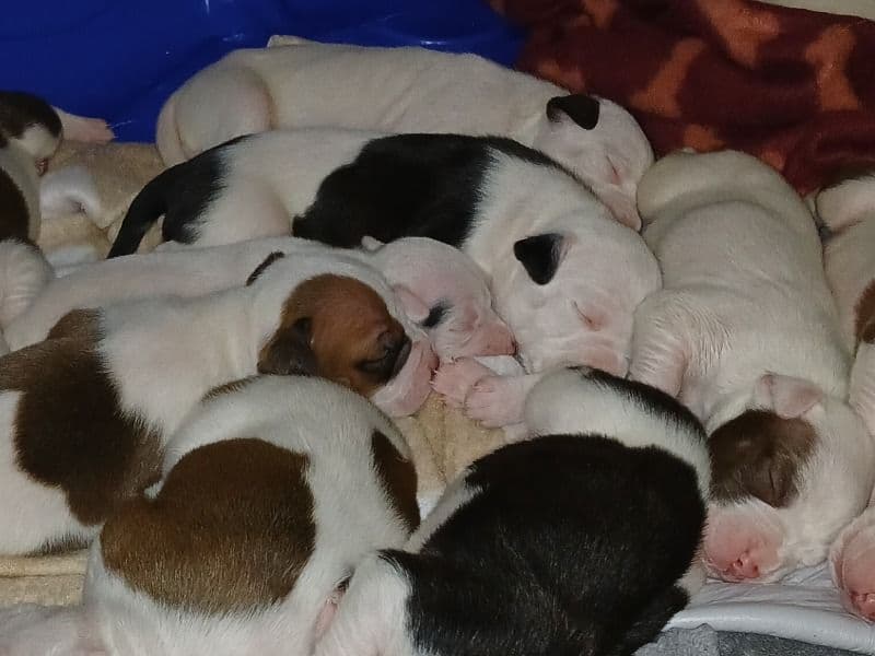Layla's Puppies - Female Puppy American Staffordshire Terrier for Sale ...