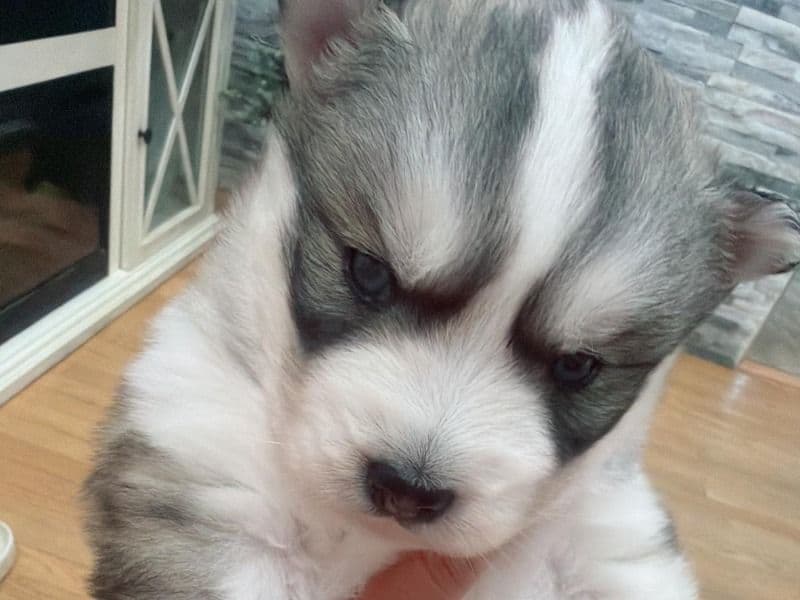 Tiffany - Female Puppy Siberian Husky for Sale in Naugatuck Valley ...