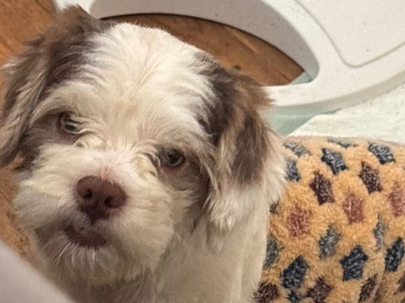 Myles - Male Young Maltese Shih Tzu for Sale in Baltimore County, MD ...