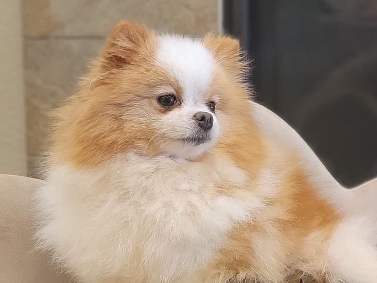 Miley - Female 4-Year-Old Pomeranian for Adoption in Clark County, WA ...