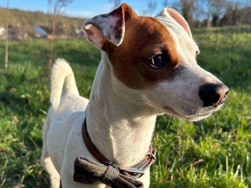 Woody - Male 3-Year-Old Jack Russell Terrier for Breeding in Kent ...