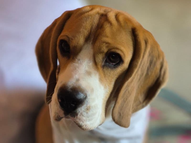 Leo - Male Young Beagle for Breeding in Pune Division, Maharashtra | # ...