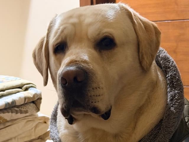 Pablo - Male 5-Year-Old English Labrador Retriever for Breeding in ...