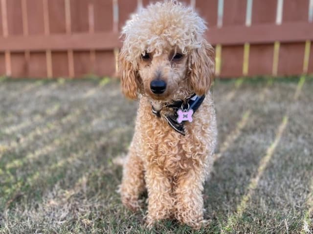 Lola - Female 2-Year-Old Toy Poodle for Breeding in Gwinnett County, GA ...