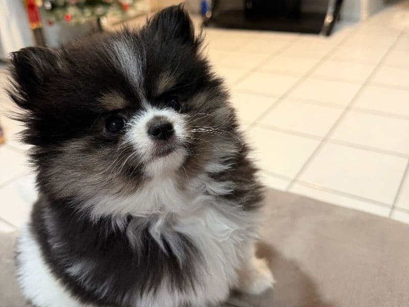 Mylo - Male Puppy Pomeranian for Breeding in Queens County, NY | #YGA7F4