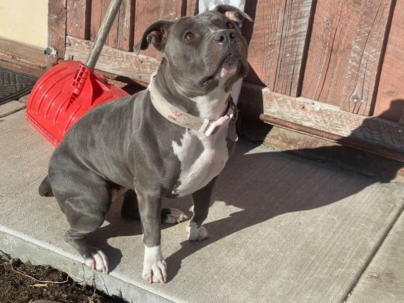 Gaia - Female 3-Year-Old Blue nose Pitbull for Breeding in Teton County ...