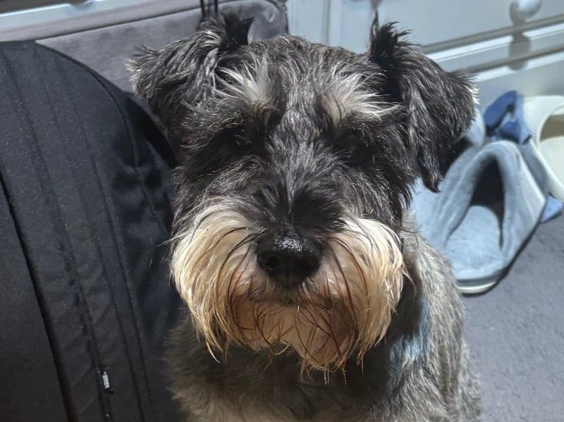 Benji - Male 11-Year-Old Miniature Schnauzer for Breeding in Neath Port ...