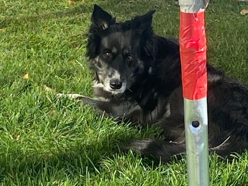 Lucy - Female 6-Year-Old Border Collie for Breeding in Utah County, UT ...