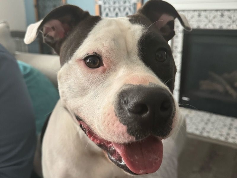 Marley - Female 3-Year-Old American PitBull Terrier for Sale in Prince ...