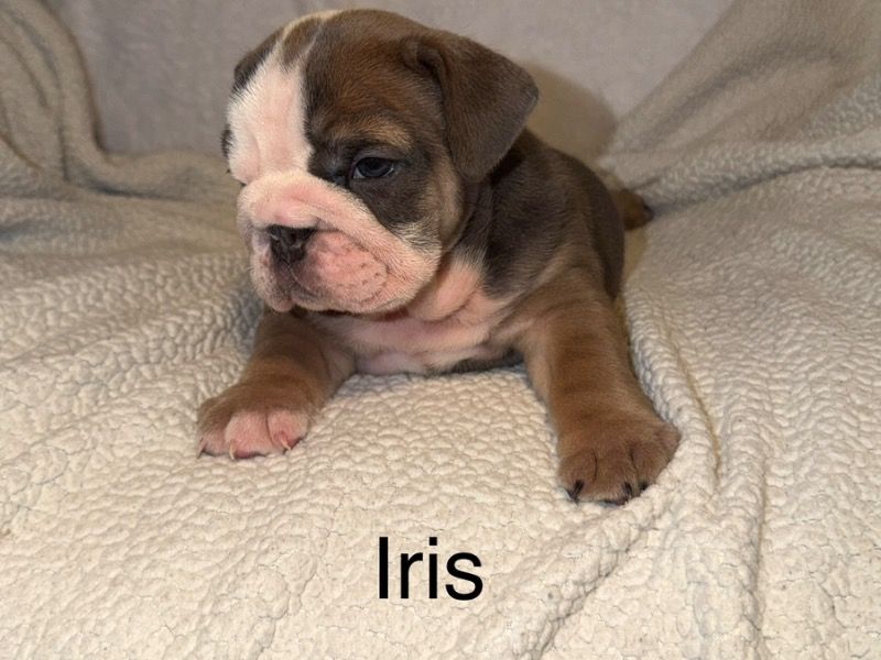 Iris - Female Puppy Bulldog for Sale in Mason County, WV | #9H27DY