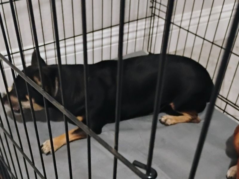 Lola - Female 5-Year-Old Long hair Chihuahua for Adoption in Maricopa ...