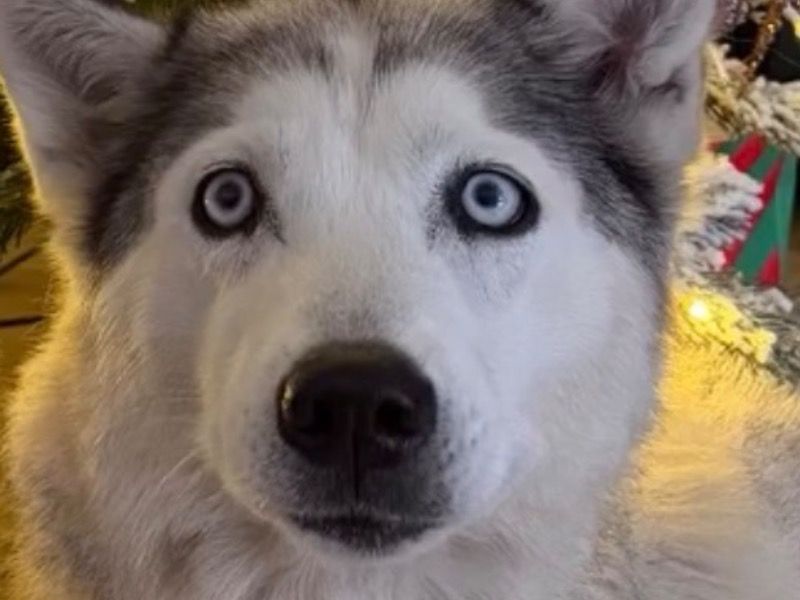 Stella - Female 3-Year-Old Siberian Husky Available in Los Angeles ...