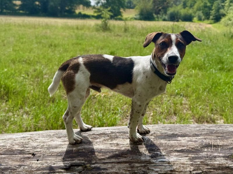 Archie - Male Young Miniature Jack Russell for Breeding in Bournemouth ...