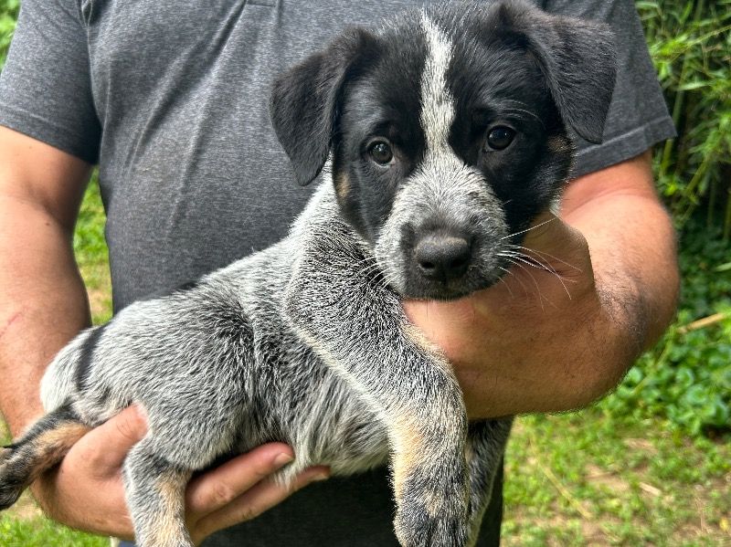 Coca Cola - Female Puppy Australian Cattle Dog for Sale in Bradley ...