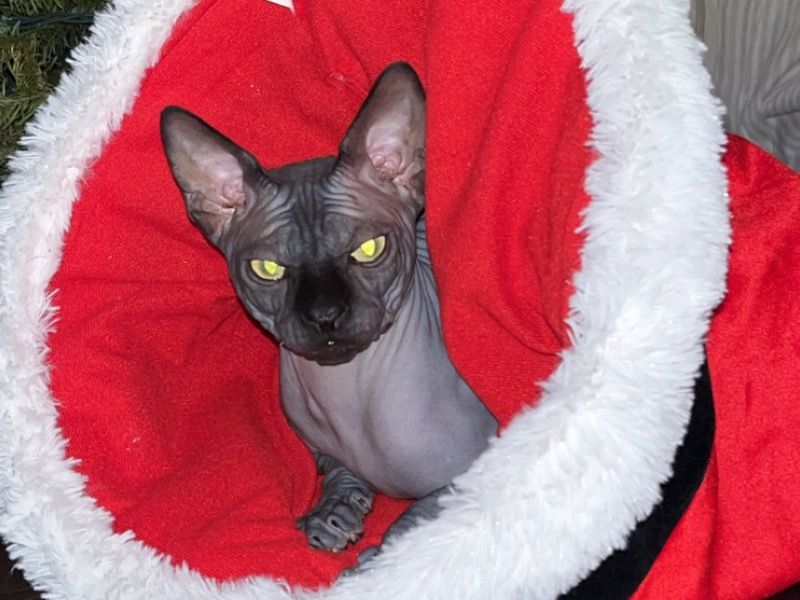 Dexter - Male 2-Year-Old Sphynx for Breeding in San Bernardino County ...