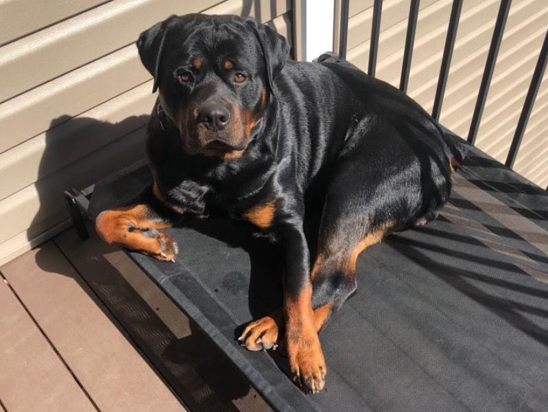 Teos - Male 5-Year-Old Rottweiler for Breeding in Warren County, OH | # ...