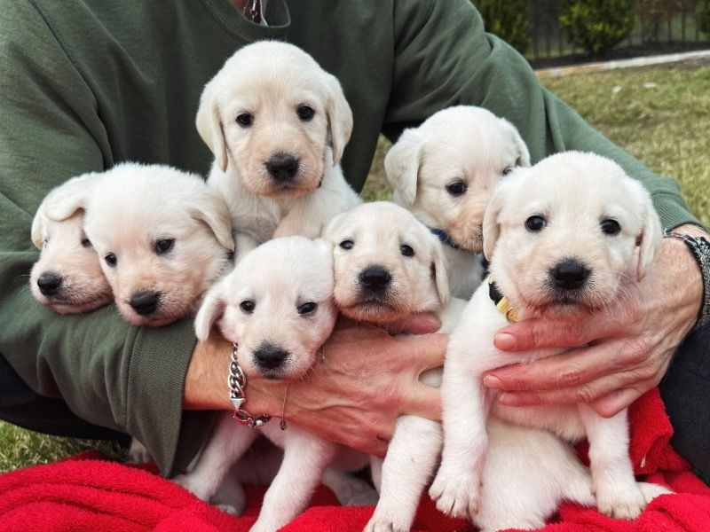 Labradoodles - Male Puppy Labradoodle for Sale in Travis County, TX | # ...