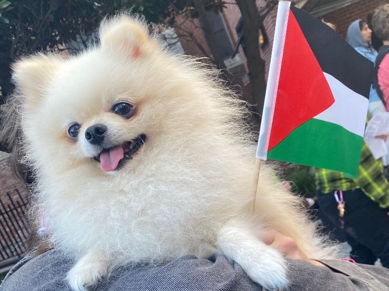 Puff - Male 5-Year-Old Pomeranian for Breeding in San Francisco County ...