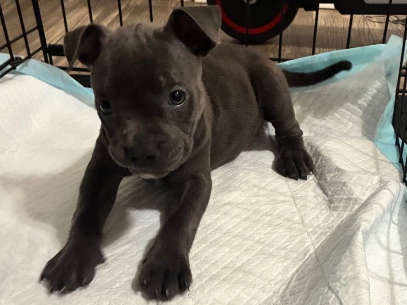 Bella - Female Puppy American Bully for Sale in Orange County, FL | #7W2PBB