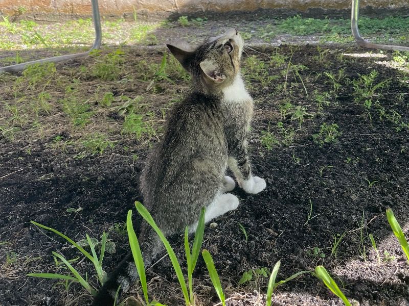 Bloom - Female Kitten Tabby for Adoption in Miami-Dade County, FL | #NPBA4J