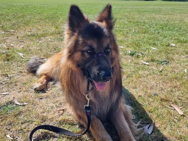 Koda - Male 6-Year-Old German Shepherd for Breeding in City of Kingston ...