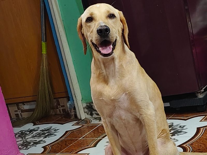 Harry Potter - Male 2-Year-Old Labrador Retriever for Breeding in ...