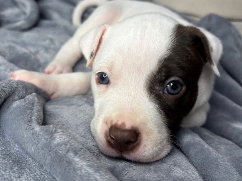 Blue - Female Puppy Pit Bull Terrier for Sale in Wayne County, MI | #T4U2Z8